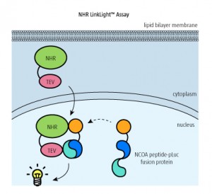 NHR Signaling Pathway Assays | Bioinvenu